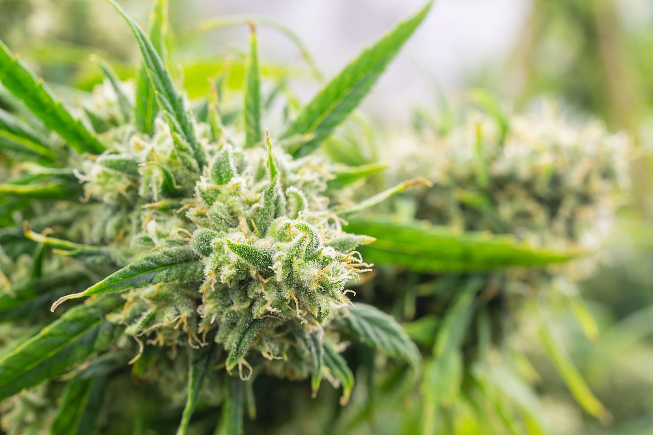 Dab Bar & Dispensary In-Store Experiences - The Holistic Connection